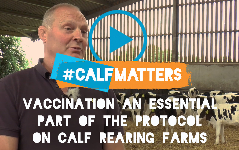 CALFMATTERS - TREATMENT for calf pneumonia
