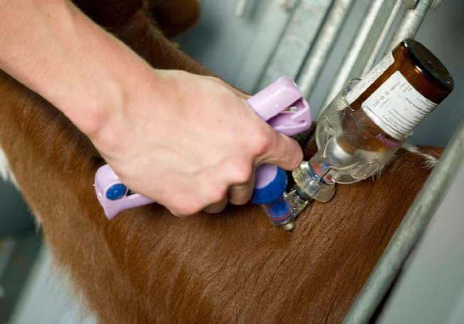 Vaccination key to protecting calf health | Calfmatters.co.uk